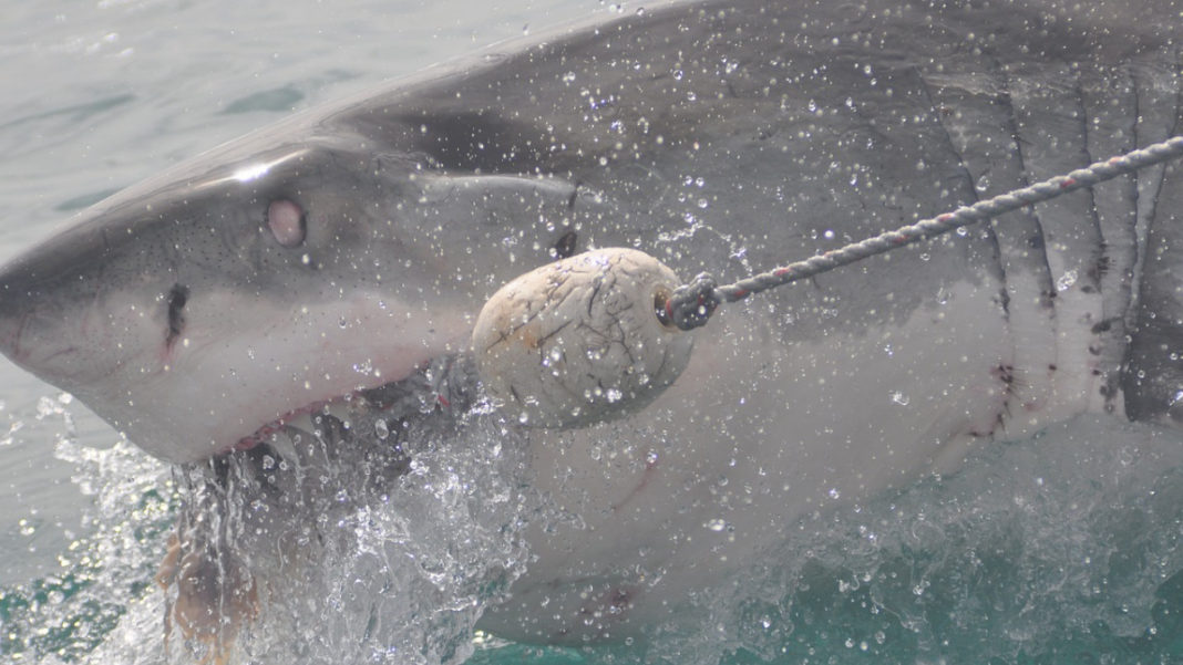 Tiger Shark Vs Great White Shark: The Moment of Truth - Great White Shark