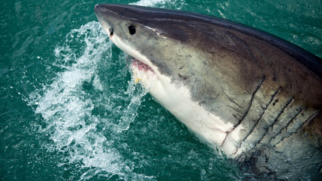 Great White Shark Teeth Facts: 5 Mind-Blowing Things To Know! - Great ...