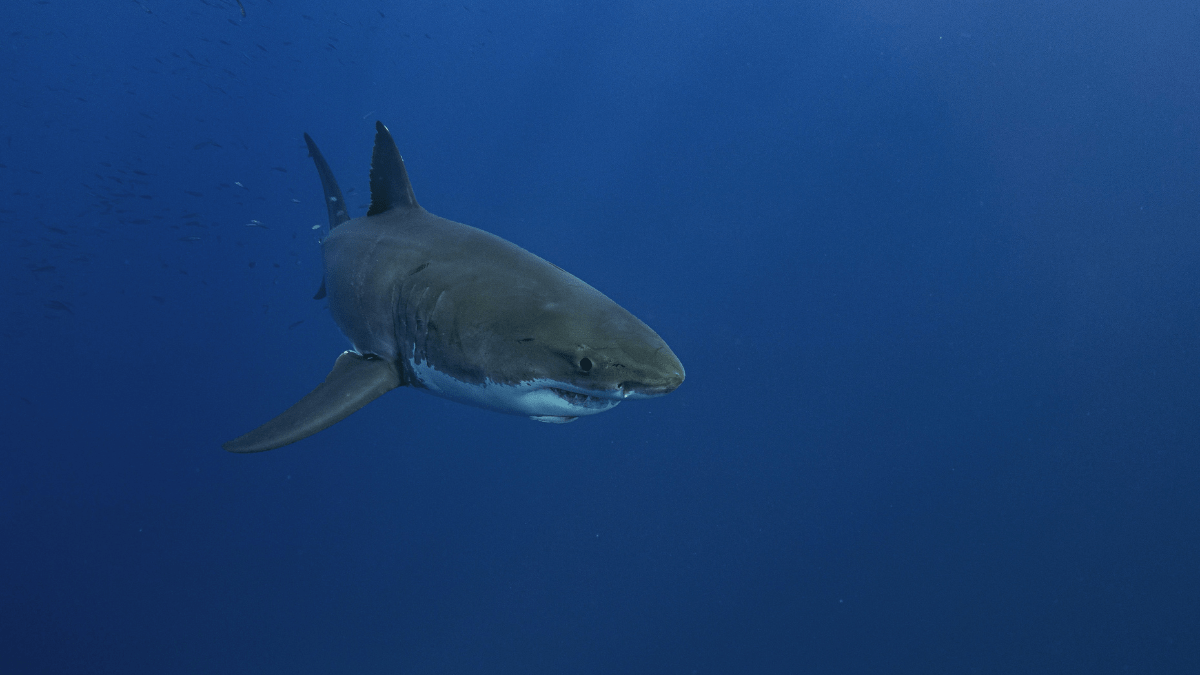 Great White Shark Attack: 5 Infamous Incidents & Why They Happened ...