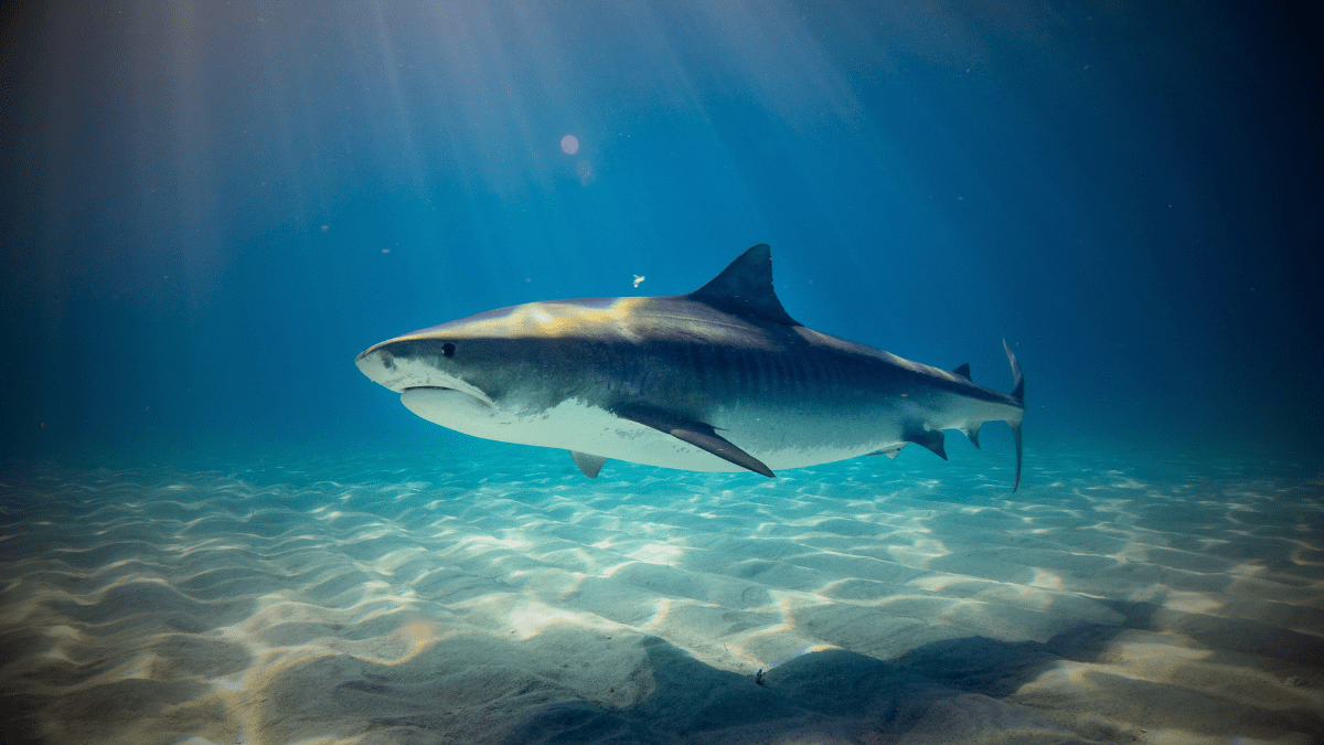 Tiger Shark Vs Great White Shark: The Moment of Truth - Great White Shark