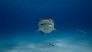 Tiger Shark Vs Great White Shark: The Moment of Truth - Great White Shark