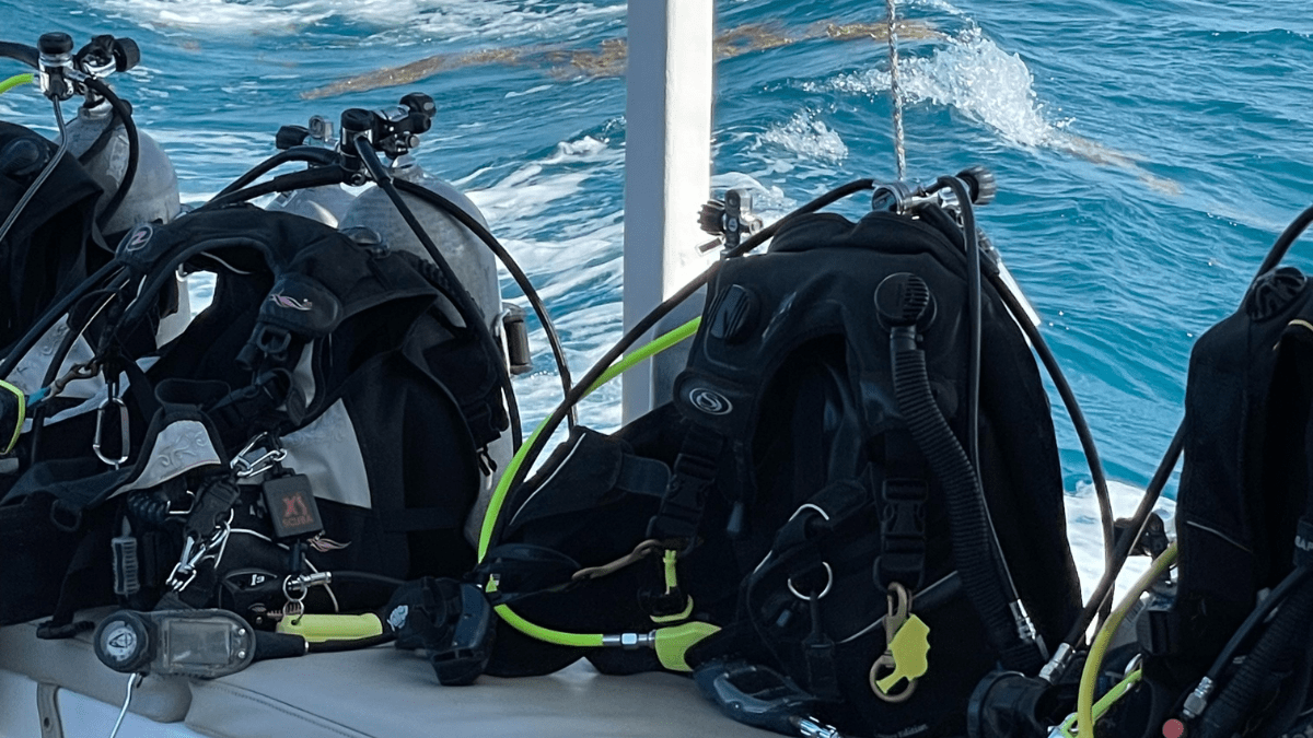 Diving With Sharks: 8 Critical Safety Tips To Know! - Great White Shark