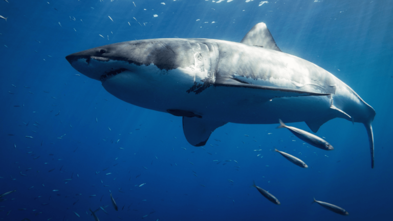 4 Forgotten Aquariums With Great White Sharks - Great White Shark