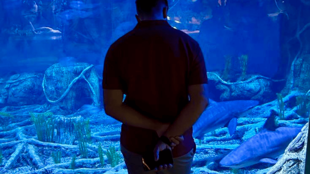 4 Forgotten Aquariums With Great White Sharks - Great White Shark